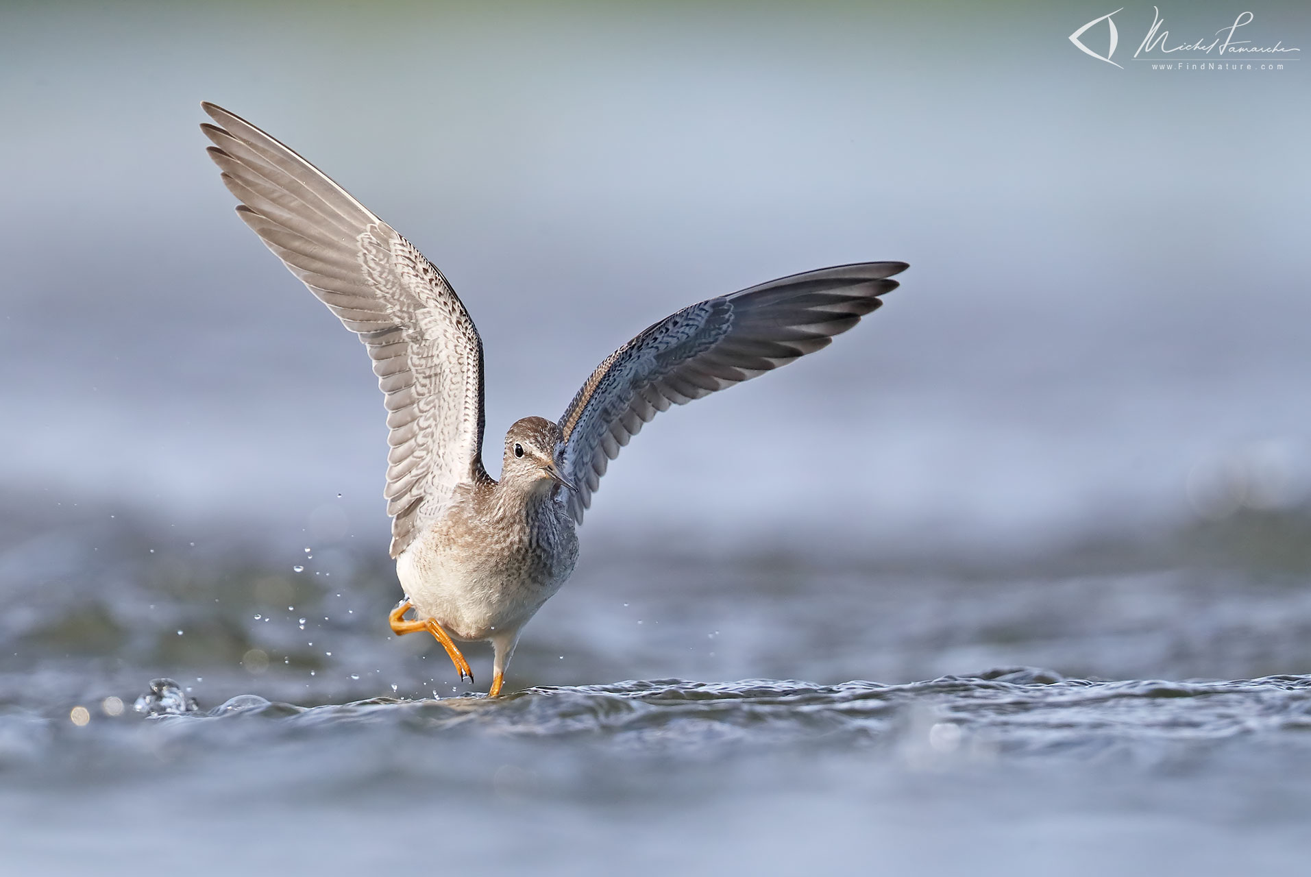 FindNature.com - Photos - Petit Chevalier, Lesser Yellowlegs, Tringa ...
