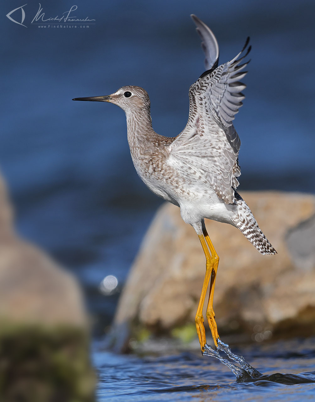 FindNature.com - Photos - Petit Chevalier, Lesser Yellowlegs, Tringa ...