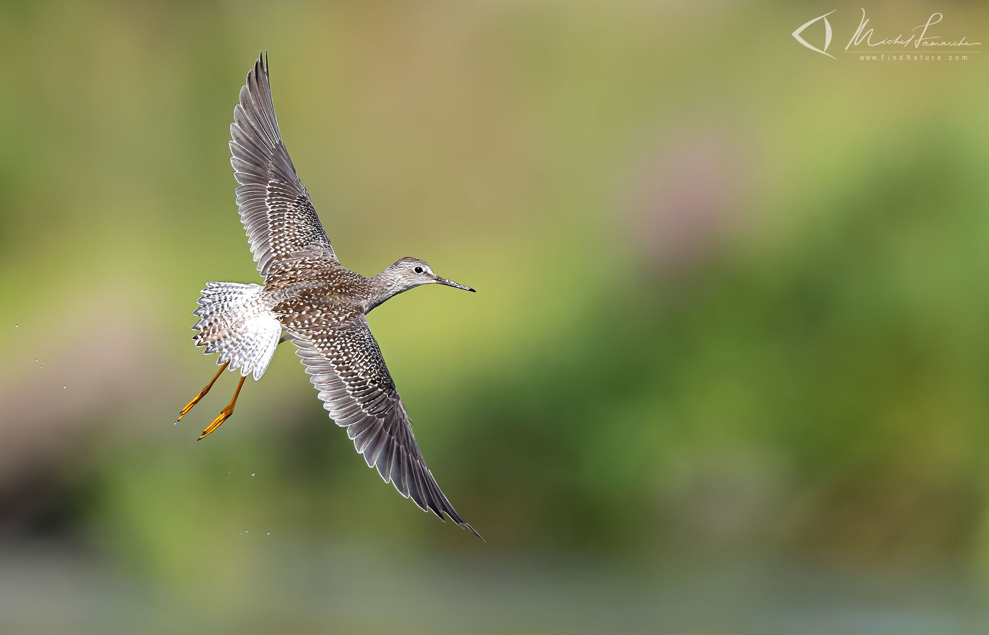 FindNature.com - Photos - Petit Chevalier, Lesser Yellowlegs, Tringa ...