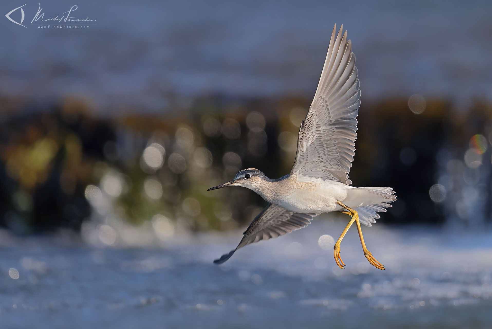 FindNature.com - Photos - Petit Chevalier, Lesser Yellowlegs, Tringa ...