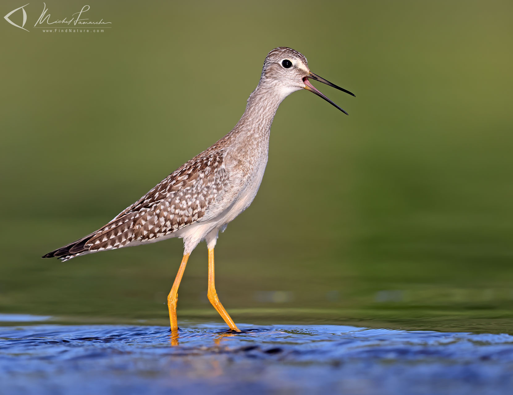 FindNature.com - Photos - Petit Chevalier, Lesser Yellowlegs, Tringa ...