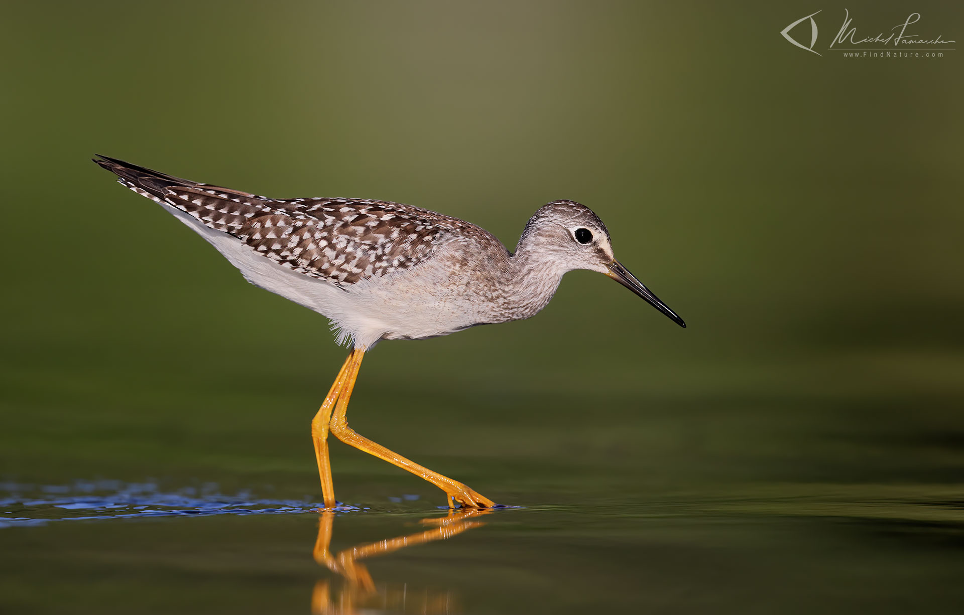 FindNature.com - Photos - Petit Chevalier, Lesser Yellowlegs, Tringa ...