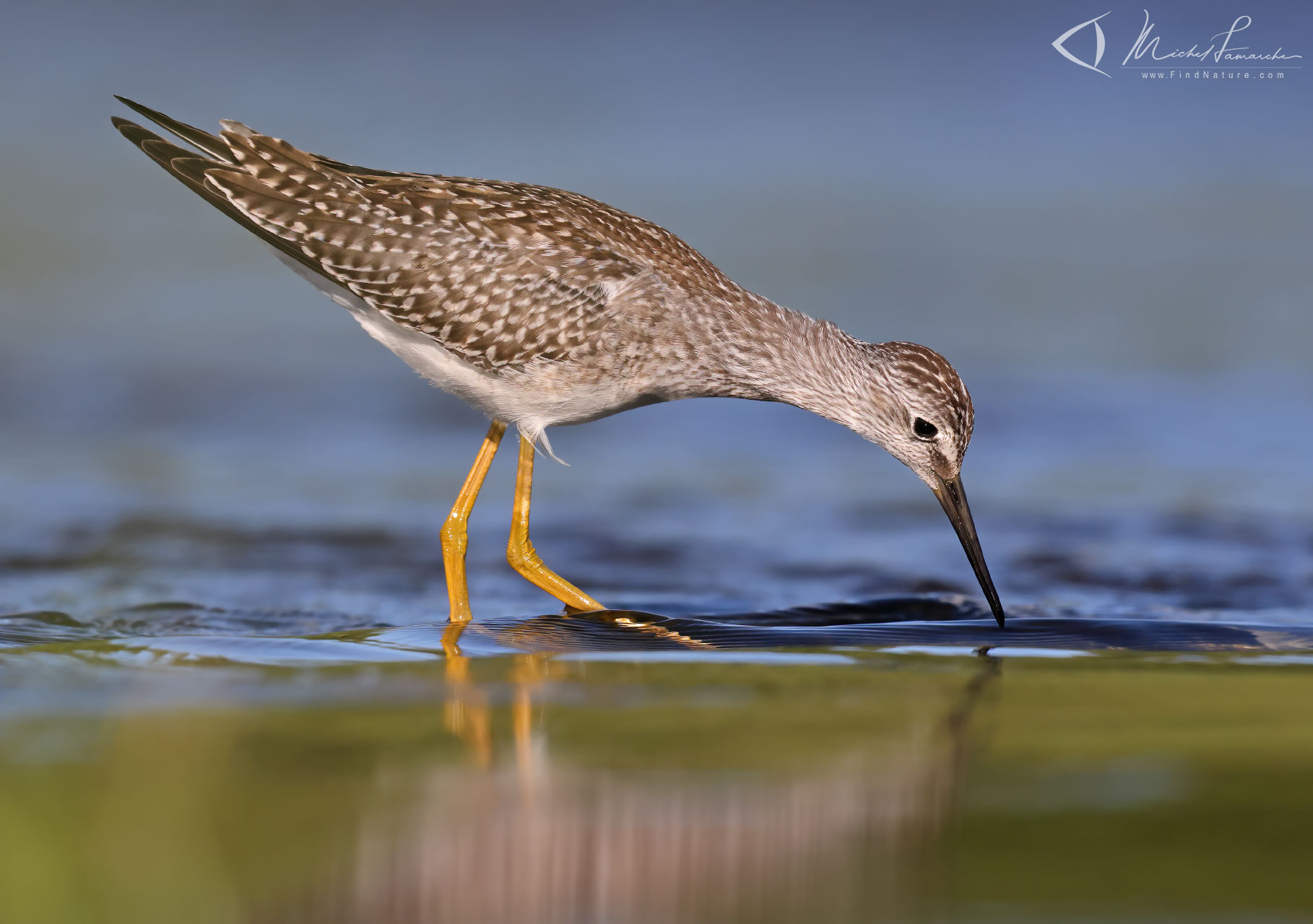 FindNature.com - Photos - Petit Chevalier, Lesser Yellowlegs, Tringa ...