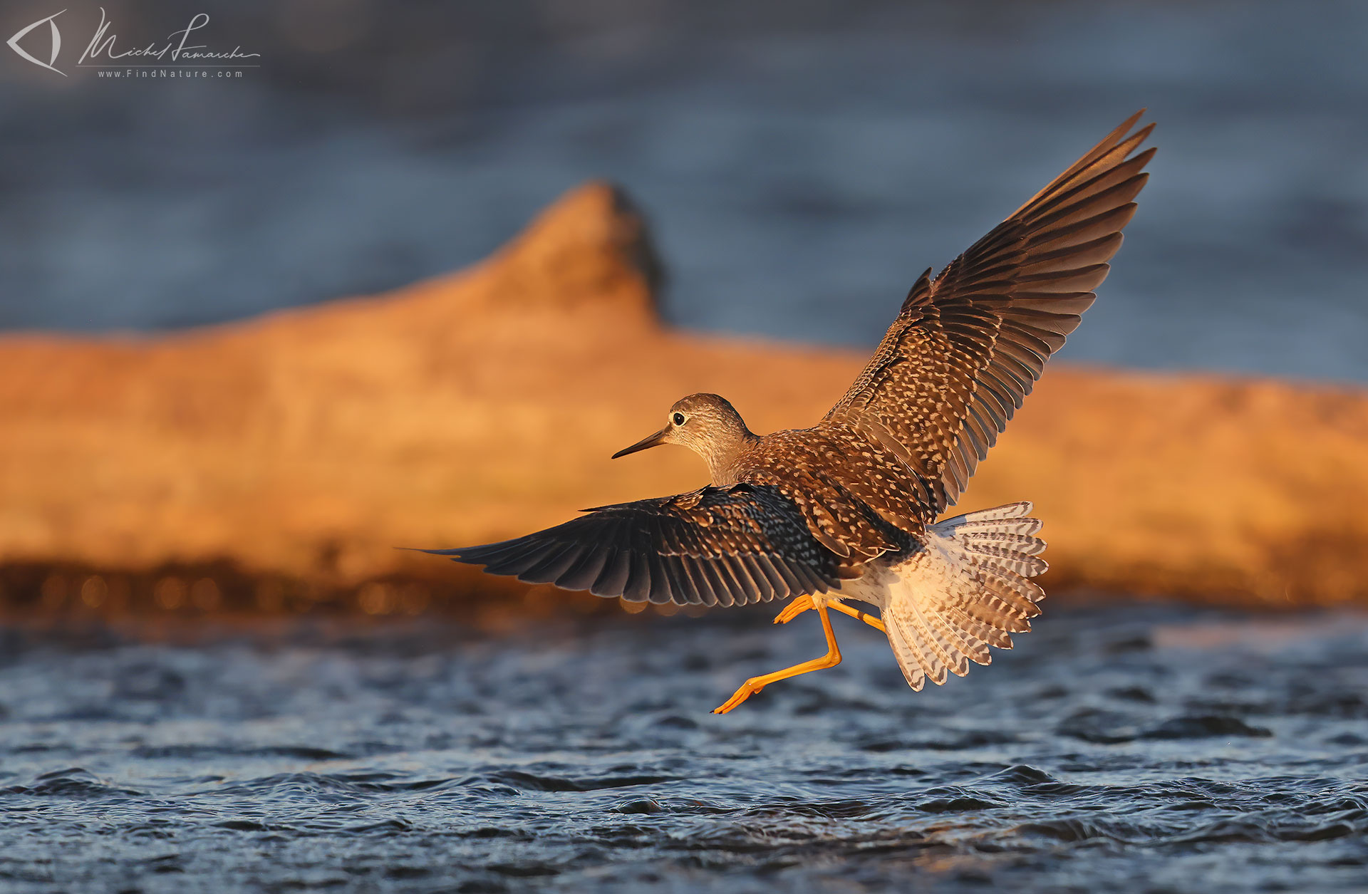 FindNature.com - Photos - Petit Chevalier, Lesser Yellowlegs, Tringa ...