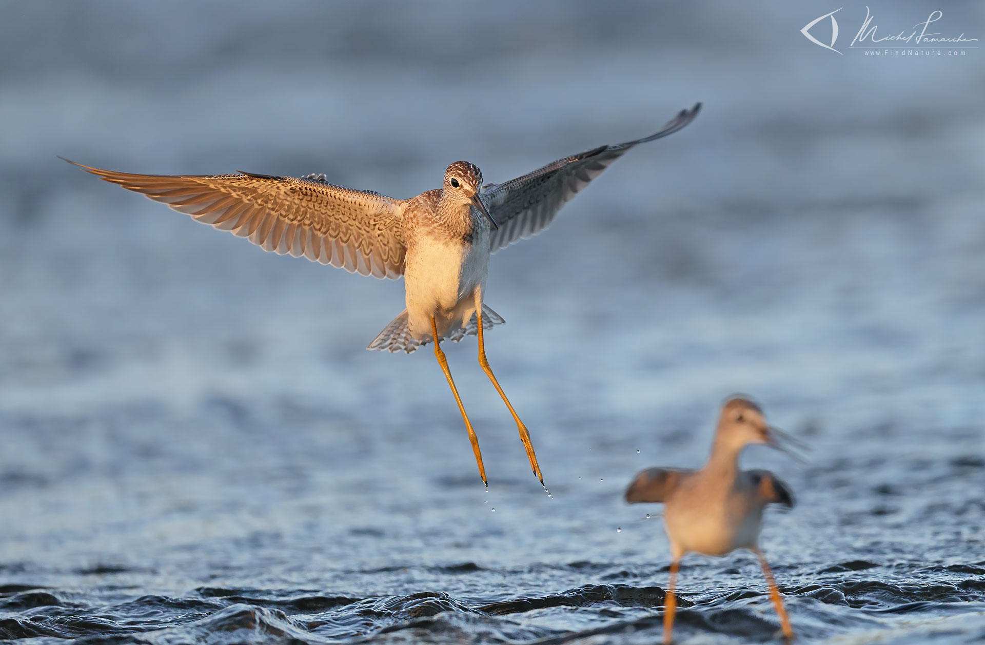 FindNature.com - Photos - Petit Chevalier, Lesser Yellowlegs, Tringa ...