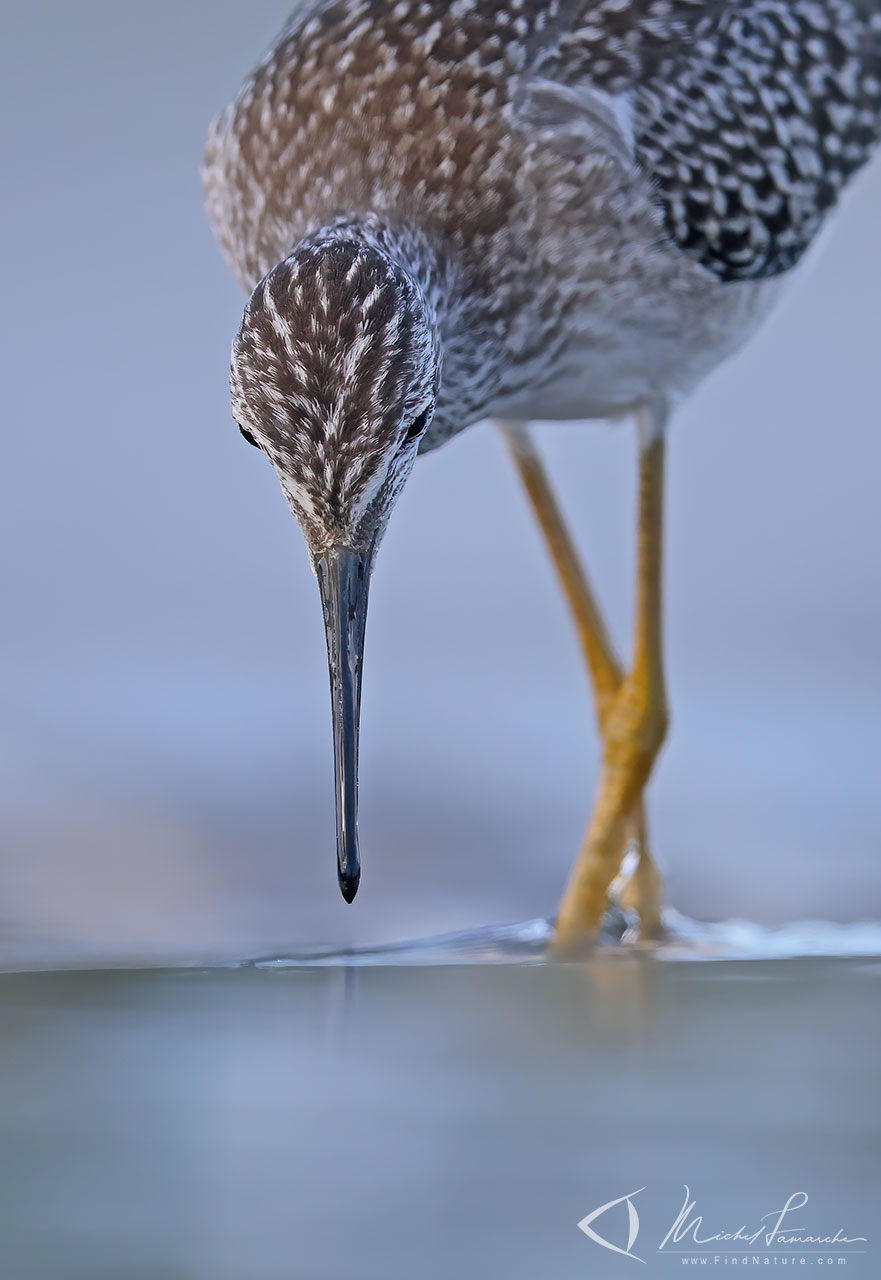 FindNature.com - Photos - Petit Chevalier, Lesser Yellowlegs, Tringa ...