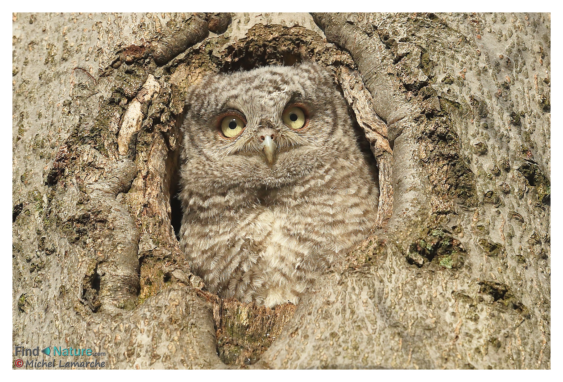 FindNature.com - Photos - Petit-duc maculé, Eastern Screech-Owl ...