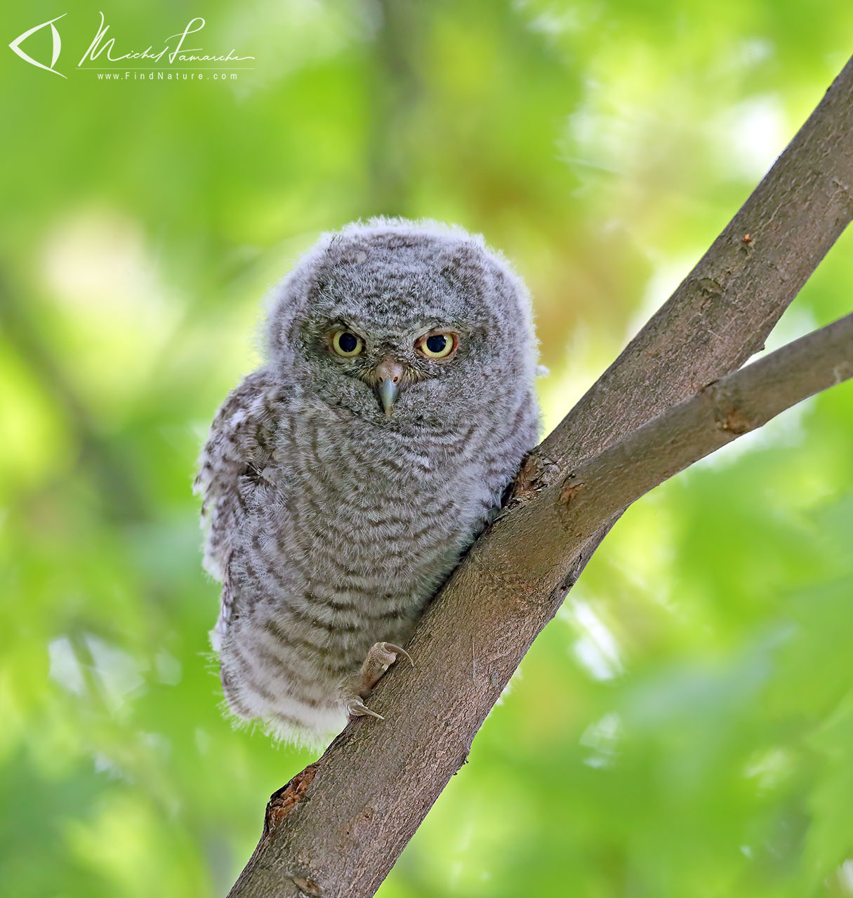 FindNature.com - Photos - Petit-duc maculé, Eastern Screech-Owl ...