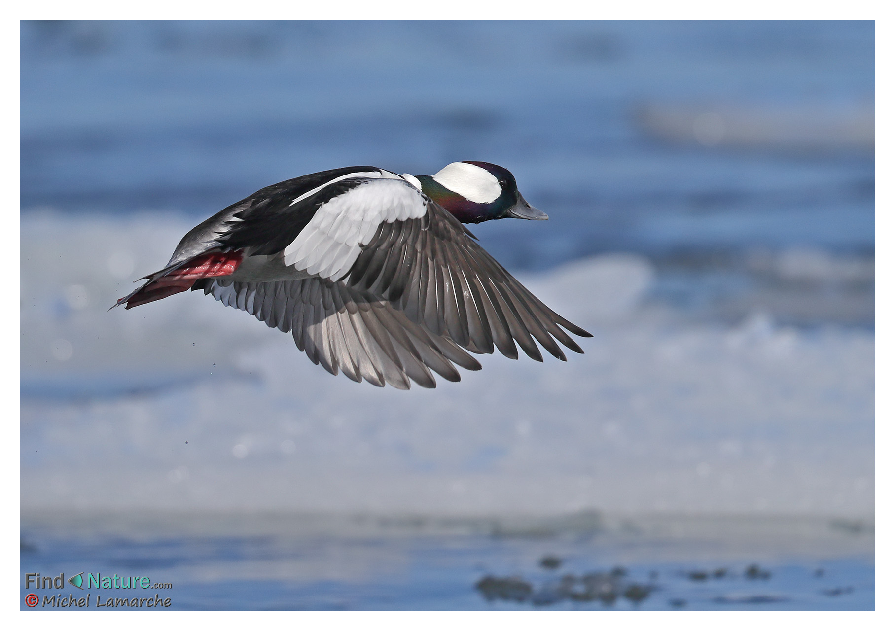 FindNature.com - Photos - Petit garrot, Bufflehead, Bucephala albeola