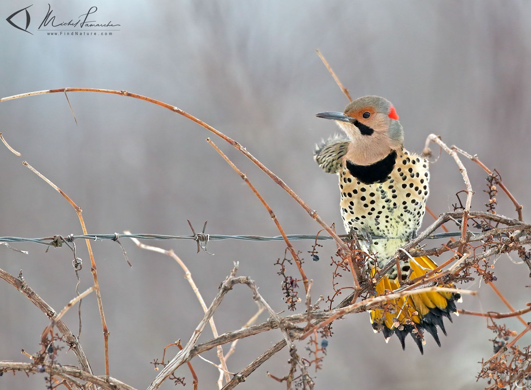 FindNature.com - Photos - Pic flamboyant, Northern Flicker, Colaptes ...
