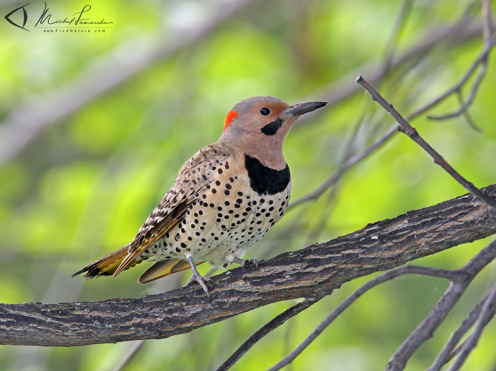 FindNature.com - Photos - Pic flamboyant, Northern Flicker, Colaptes ...