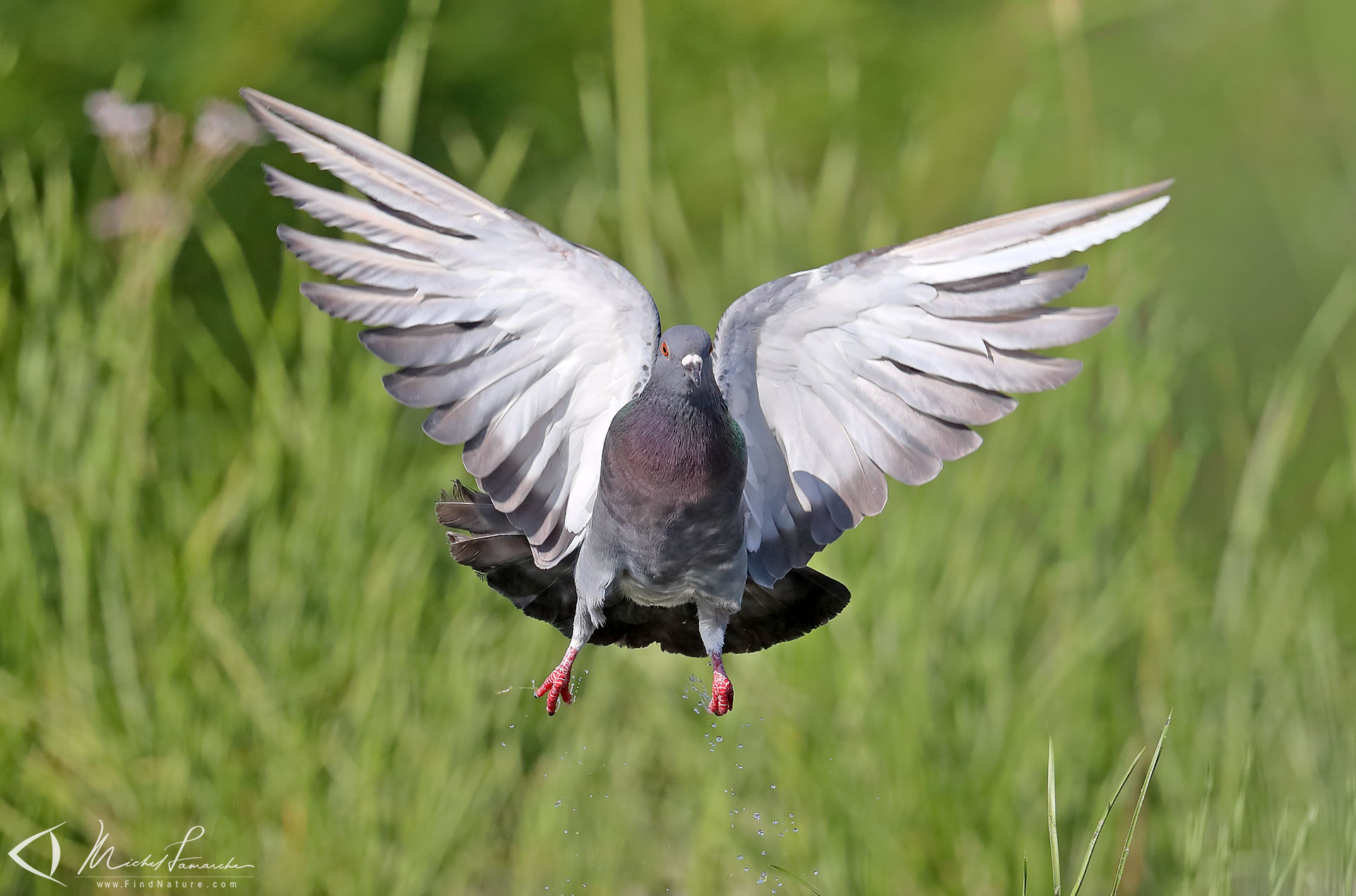 FindNature.com - Photos - Pigeon biset, Rock Pigeon, Columba livia ...