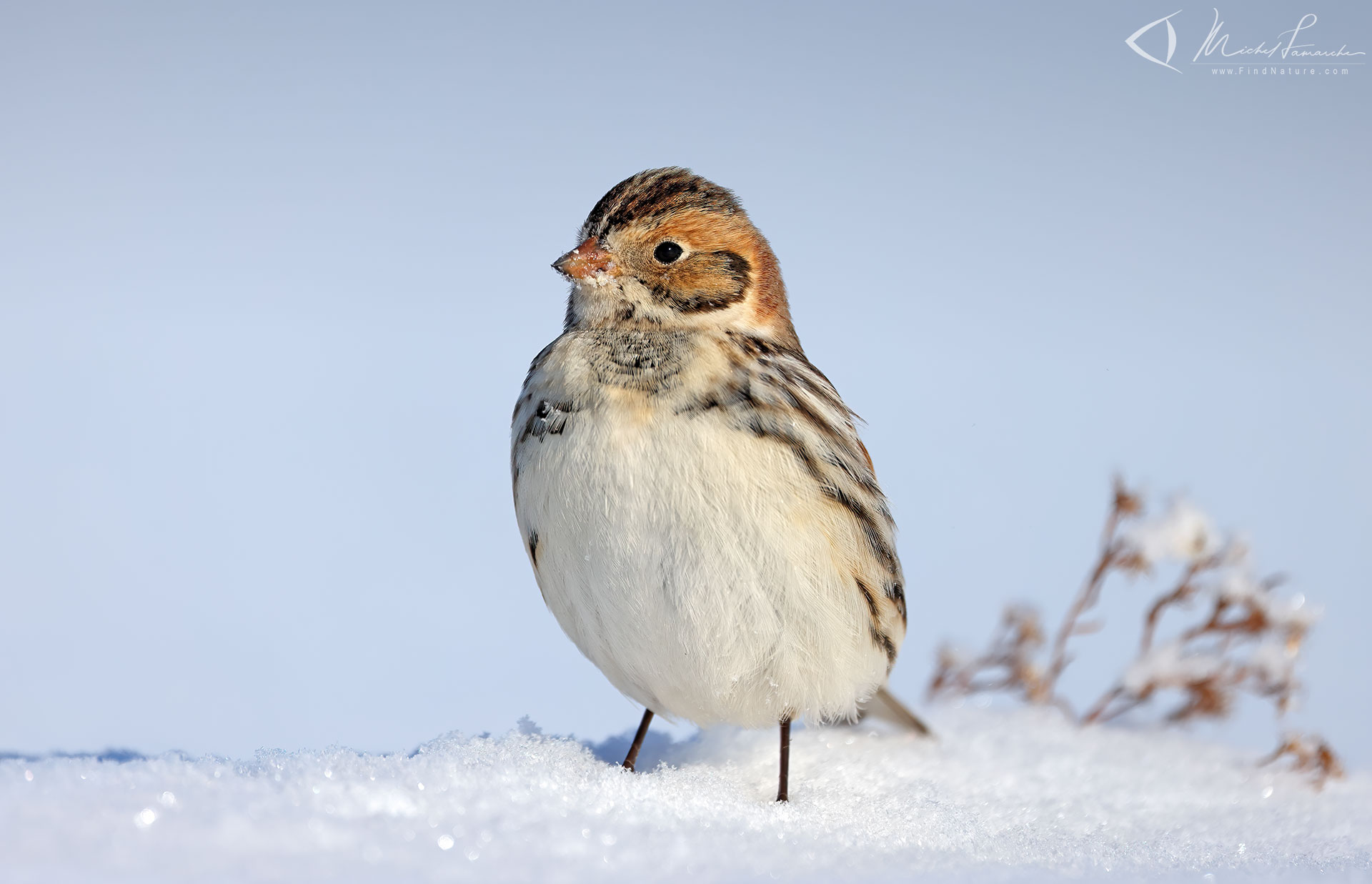 FindNature.com - Photos - Plectrophane lapon, Lapland Longspur ...