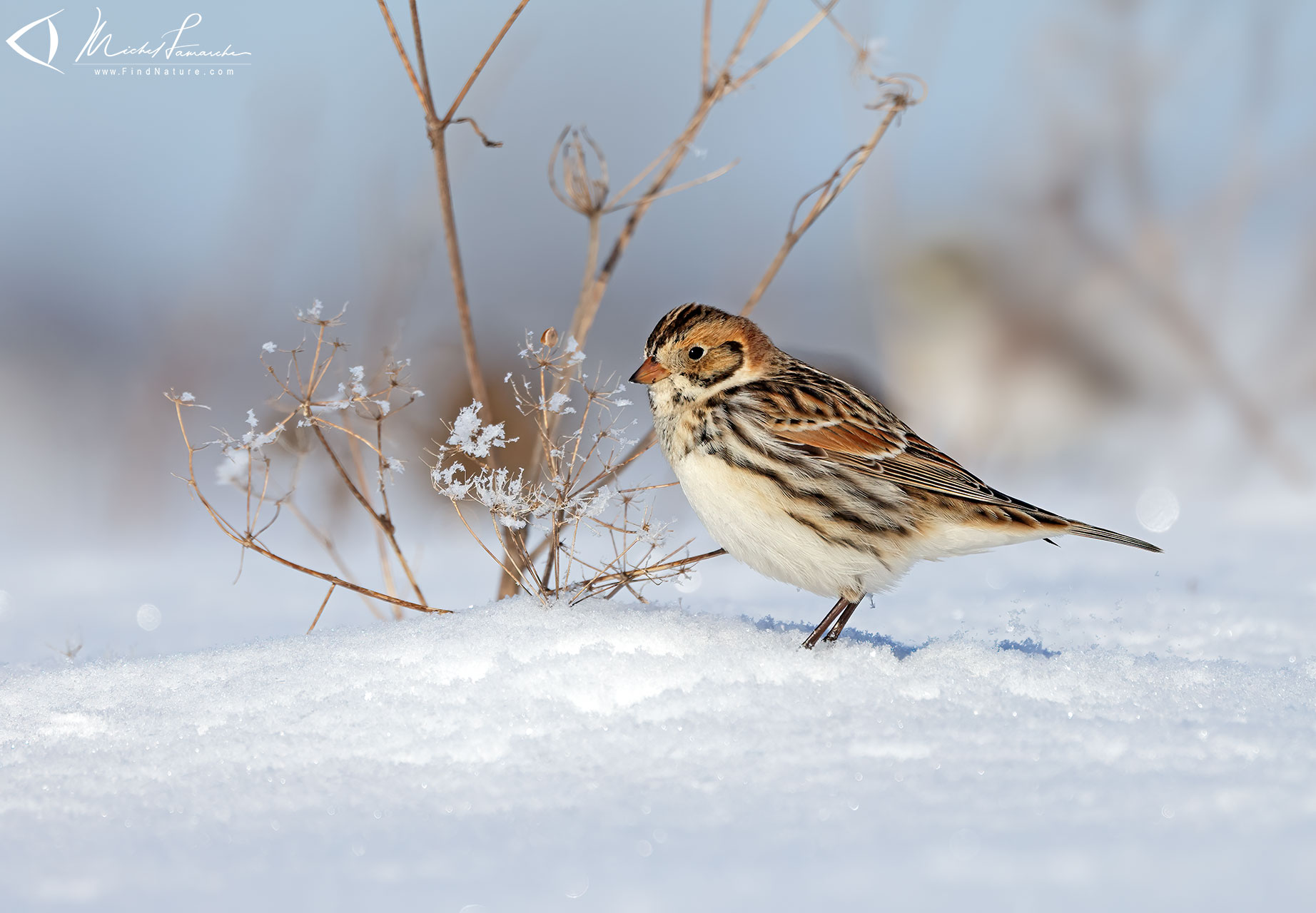 FindNature.com - Photos - Plectrophane lapon, Lapland Longspur ...
