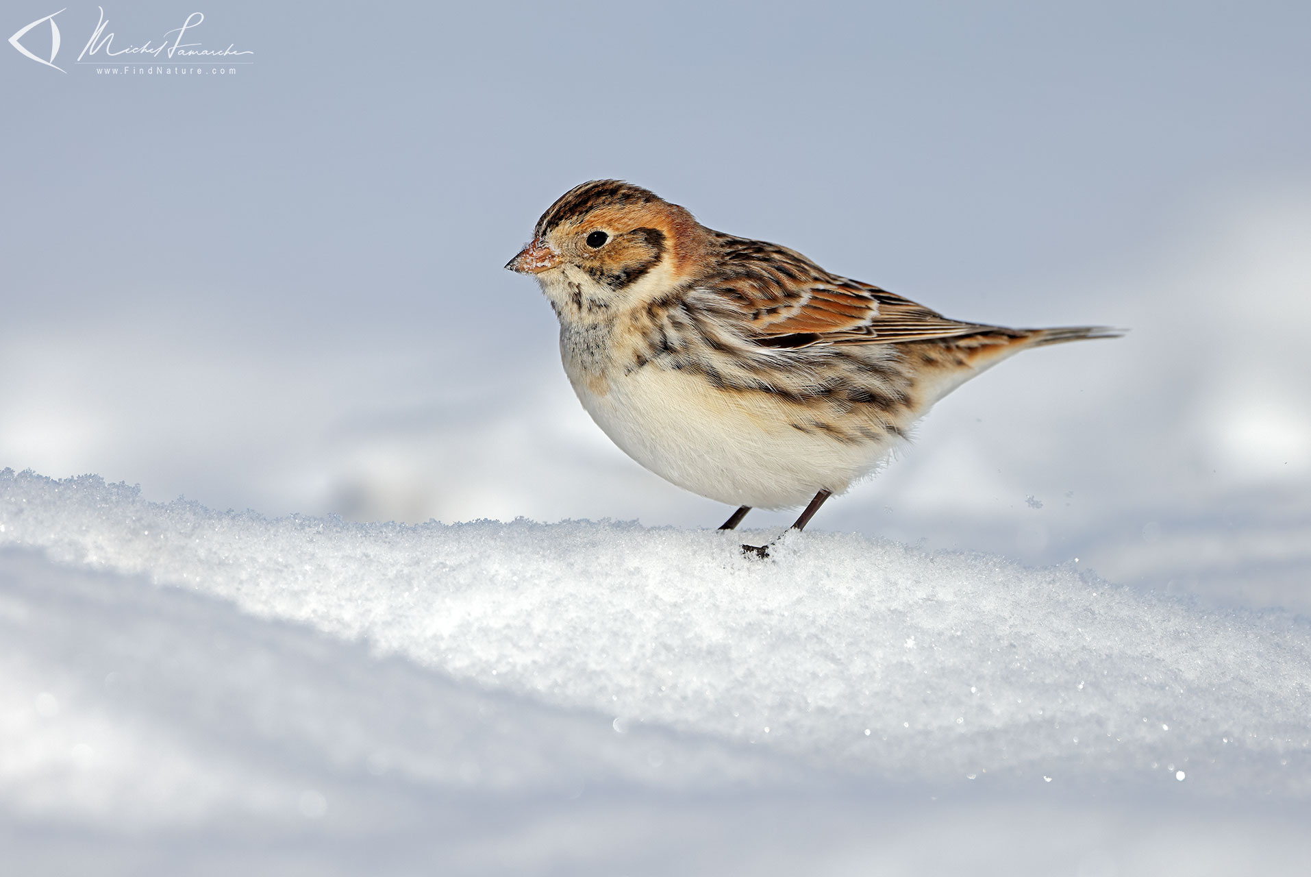 FindNature.com - Photos - Plectrophane lapon, Lapland Longspur ...