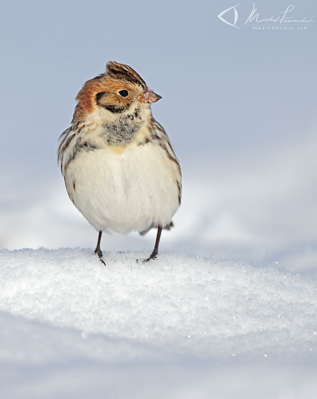 FindNature.com - Photos - Plectrophane lapon, Lapland Longspur ...