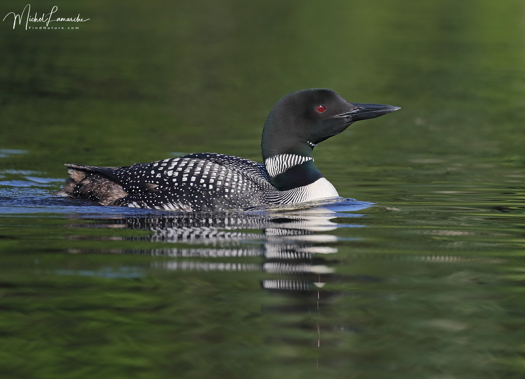 FindNature.com - Photos - Plongeon huard, Common Loon, Gavia immer.