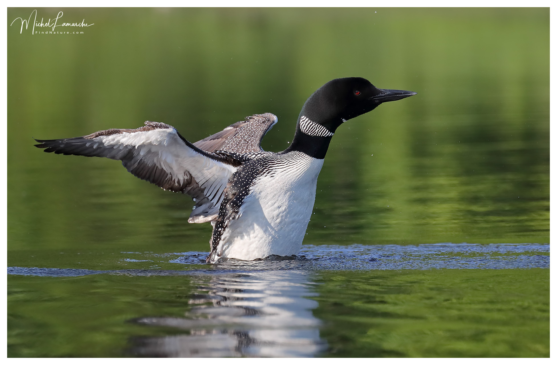 FindNature.com - Photos - Plongeon huard, Common Loon, Gavia immer.