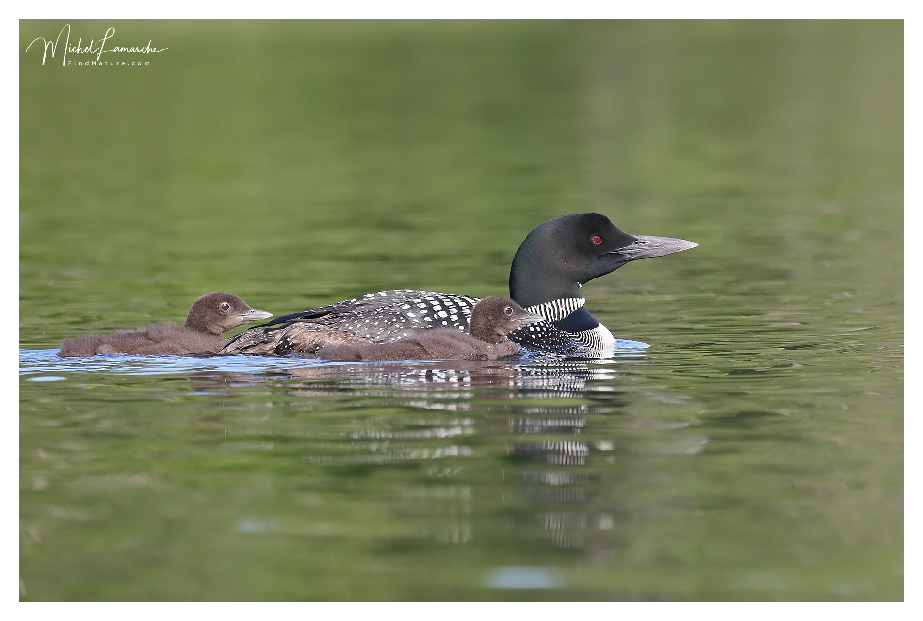 FindNature.com - Photos - Plongeon huard, Common Loon, Gavia immer.