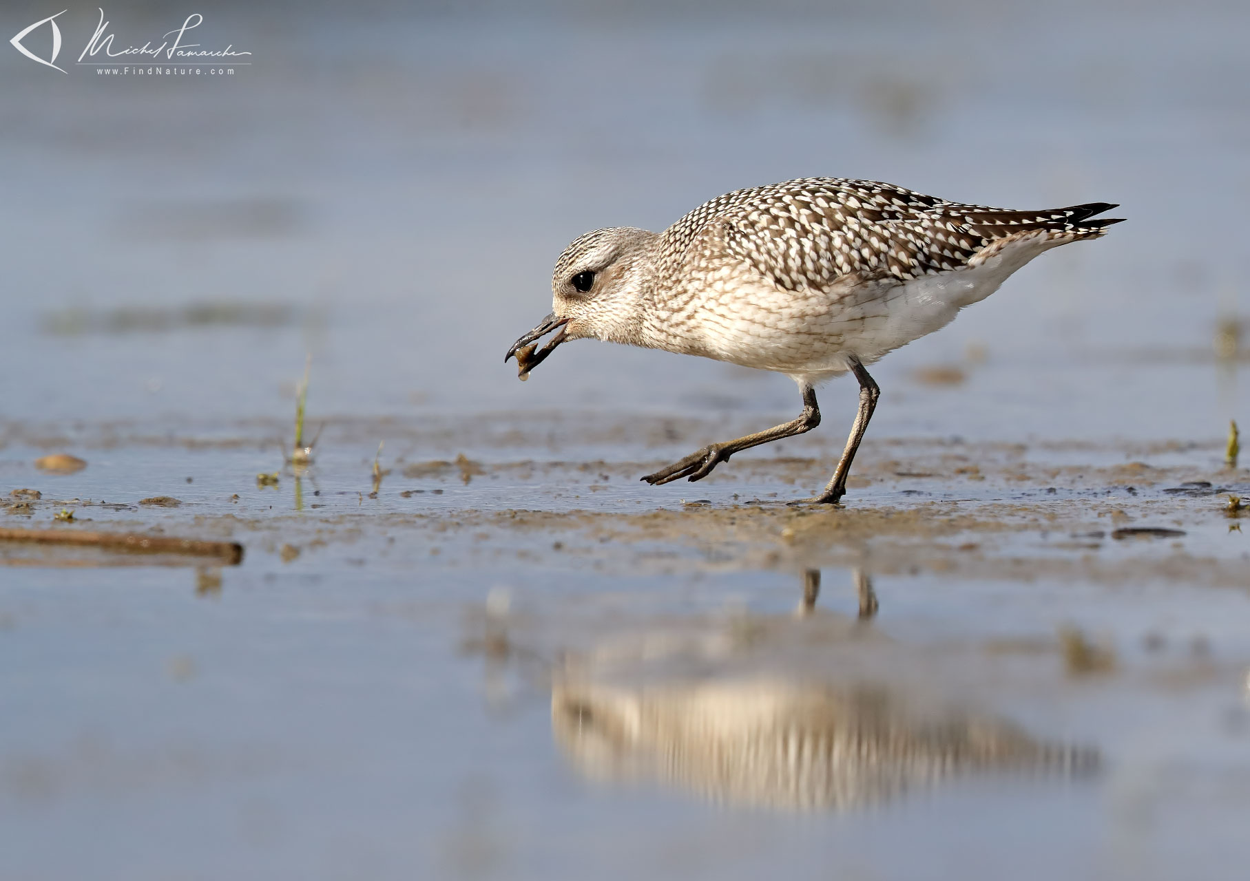 FindNature.com - Photos - Pluvier argenté, Black-bellied Plover ...
