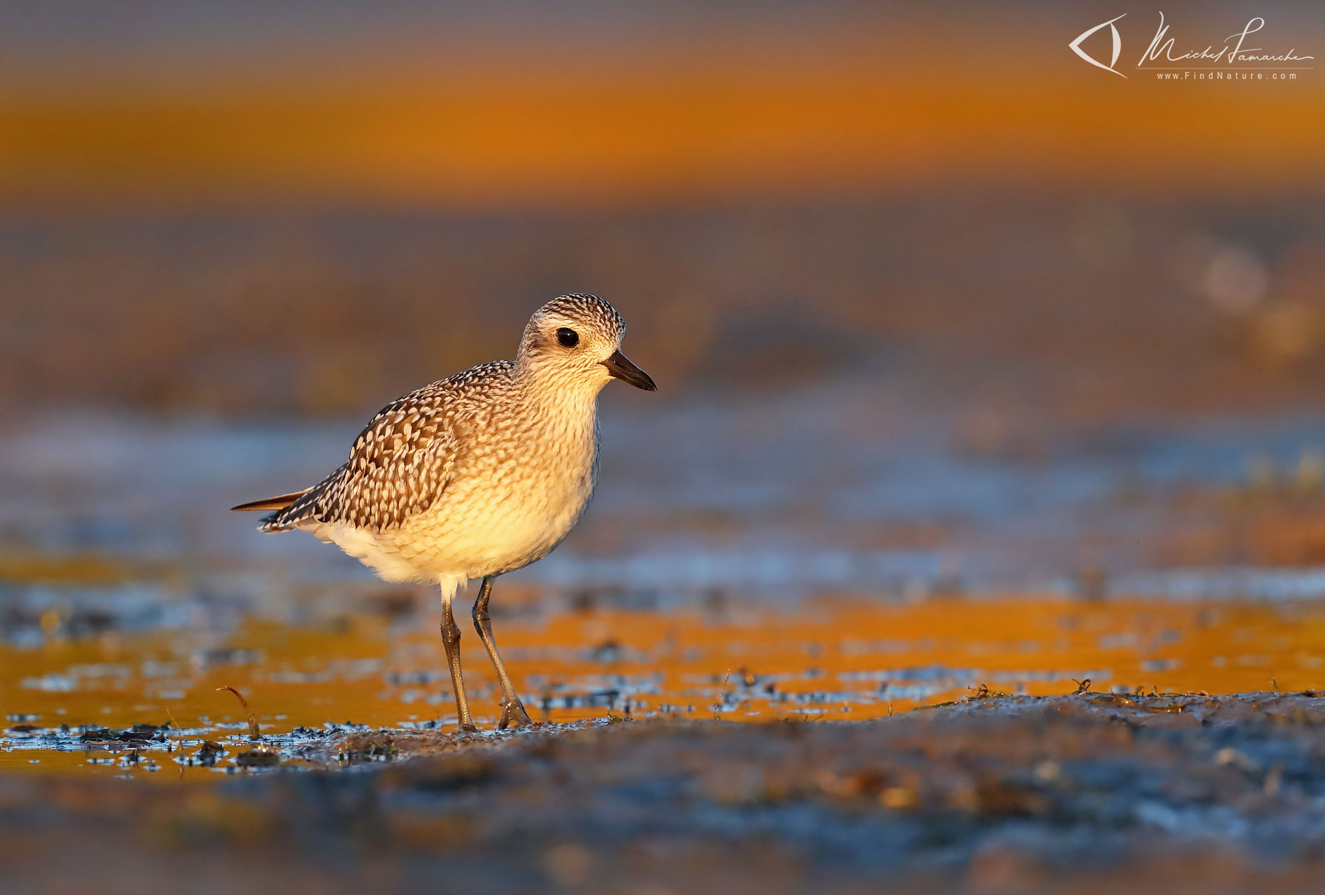 FindNature.com - Photos - Pluvier argenté, Black-bellied Plover ...
