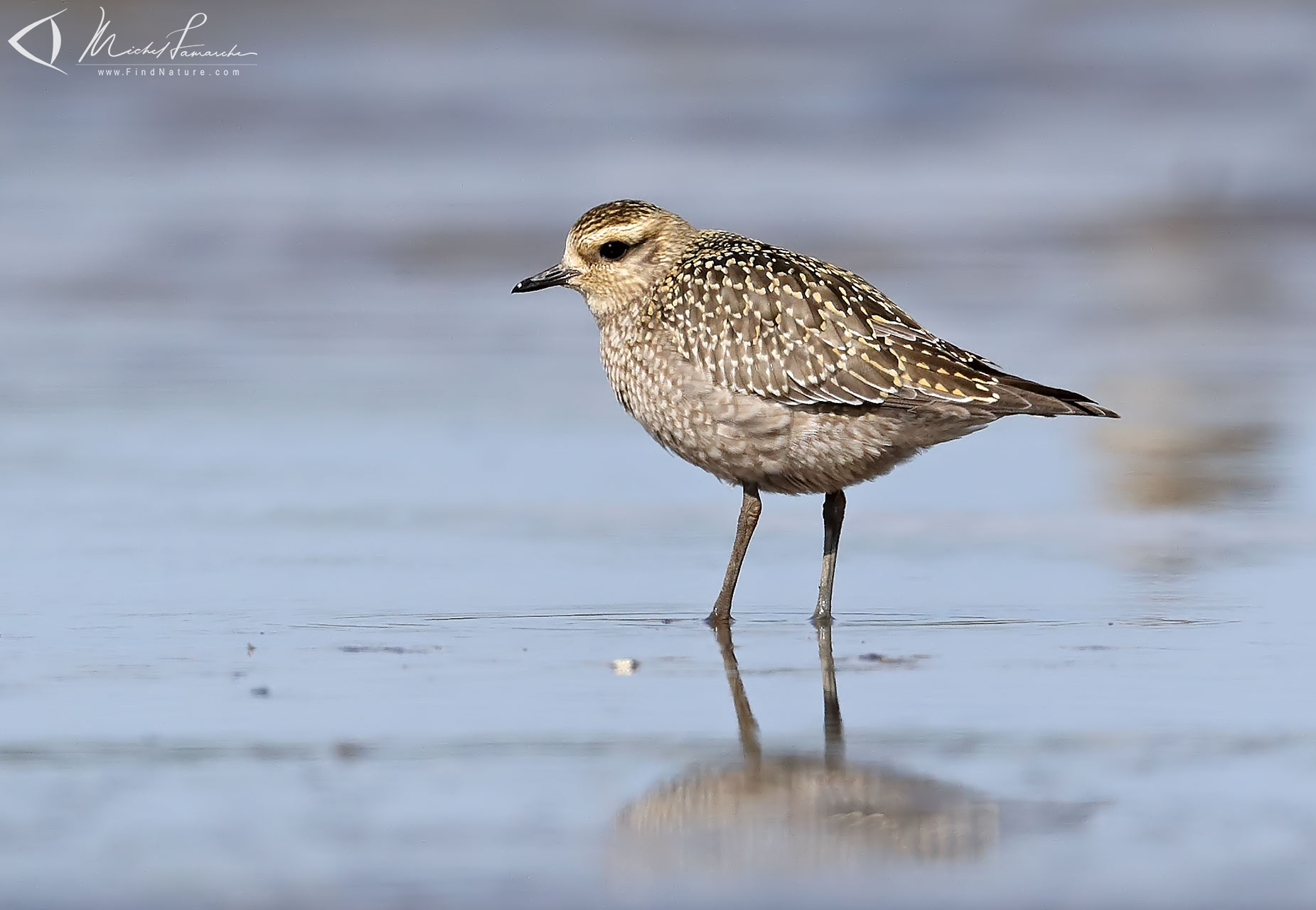 FindNature.com - Photos - Pluvier bronzé, American Golden-Plover ...