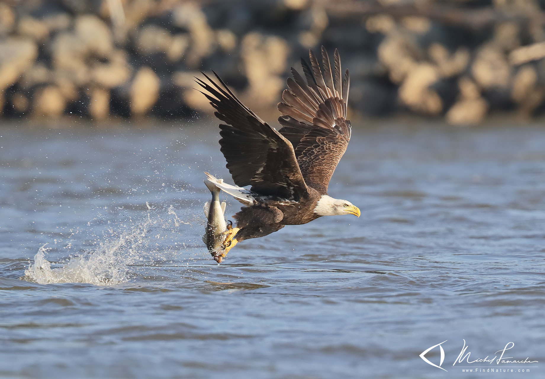 FindNature.com - Photos - Pygargue à tête blanche, Bald Eagle ...