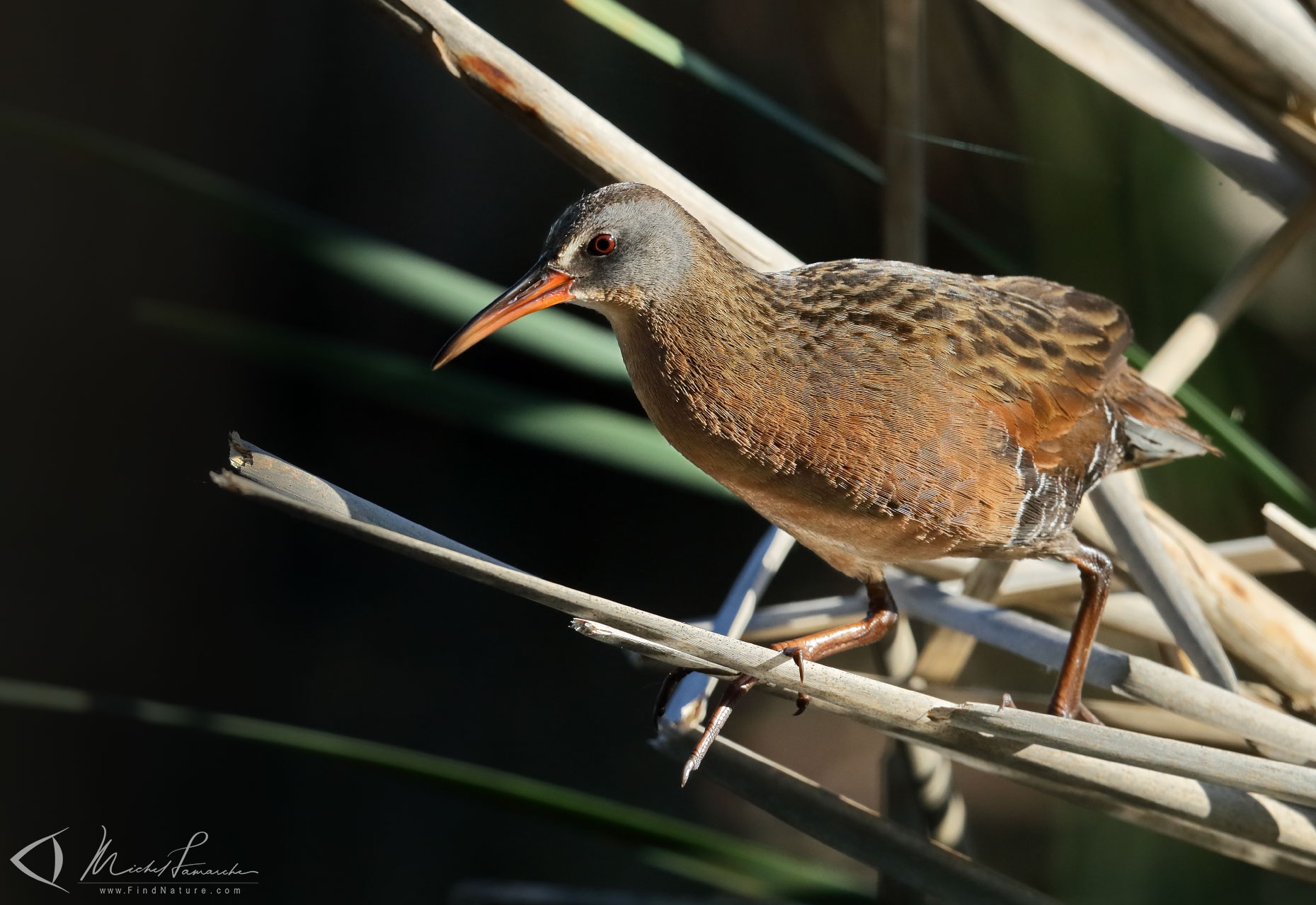 FindNature.com - Photos - Râle de Virginie, Virginia Rail, Rallus ...