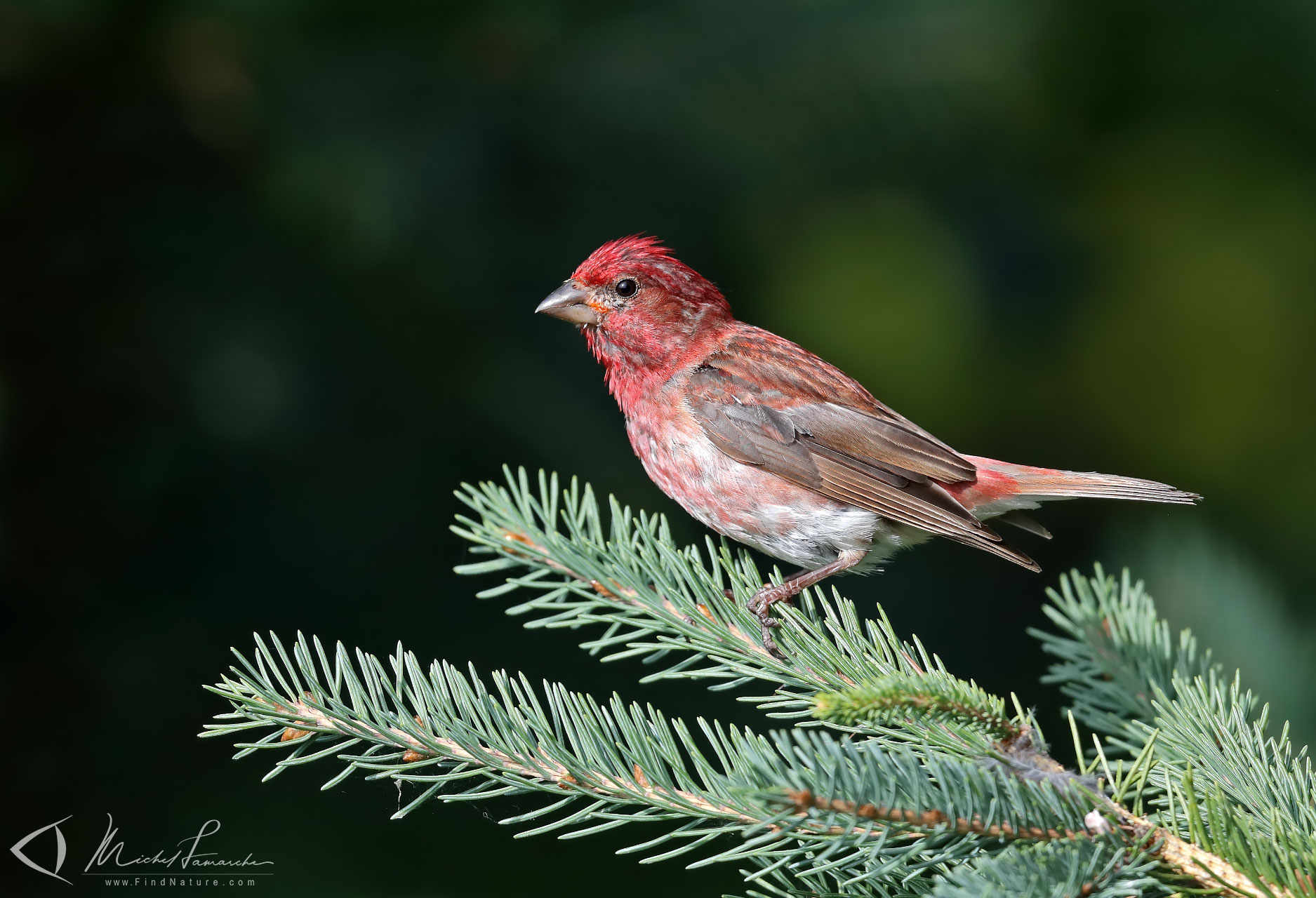 FindNature.com - Photos - Roselin pourpré, Purple Finch, Carpodacus ...