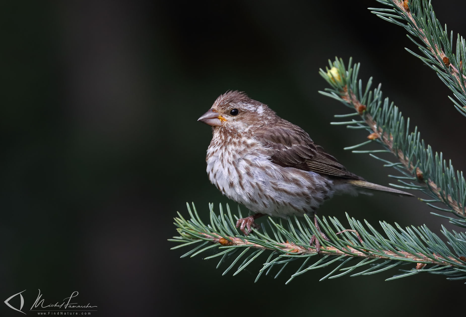 FindNature.com - Photos - Roselin pourpré, Purple Finch, Carpodacus ...