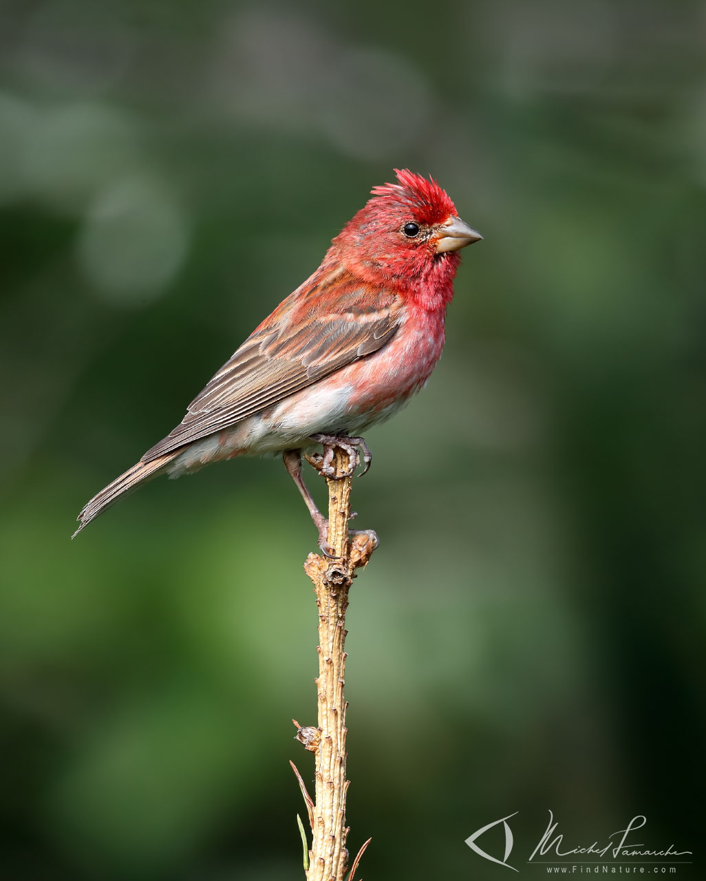 FindNature.com - Photos - Roselin pourpré, Purple Finch, Carpodacus ...