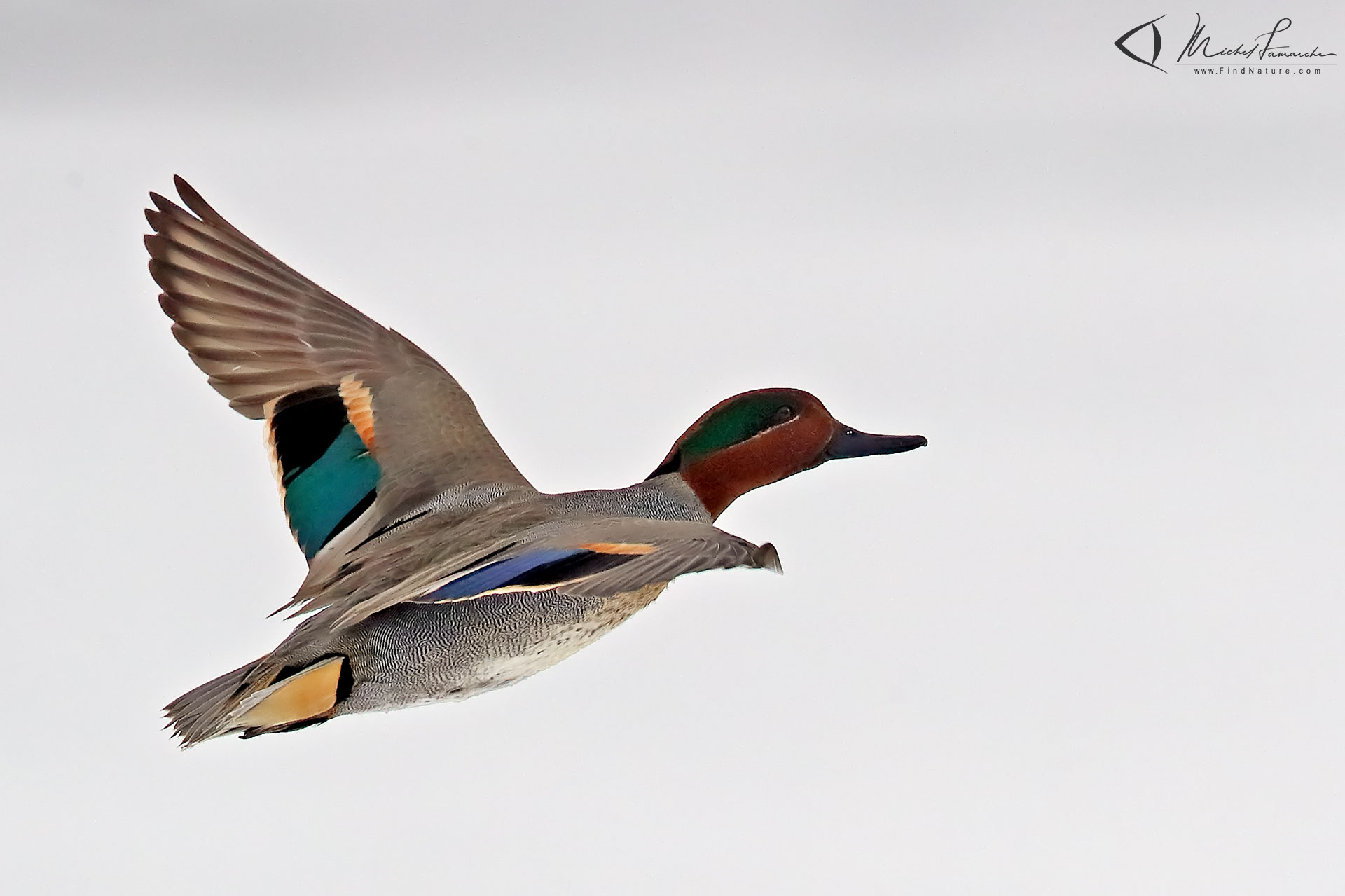 FindNature.com - Photos - Sarcelle d'hiver, Green-winged Teal, Anas ...