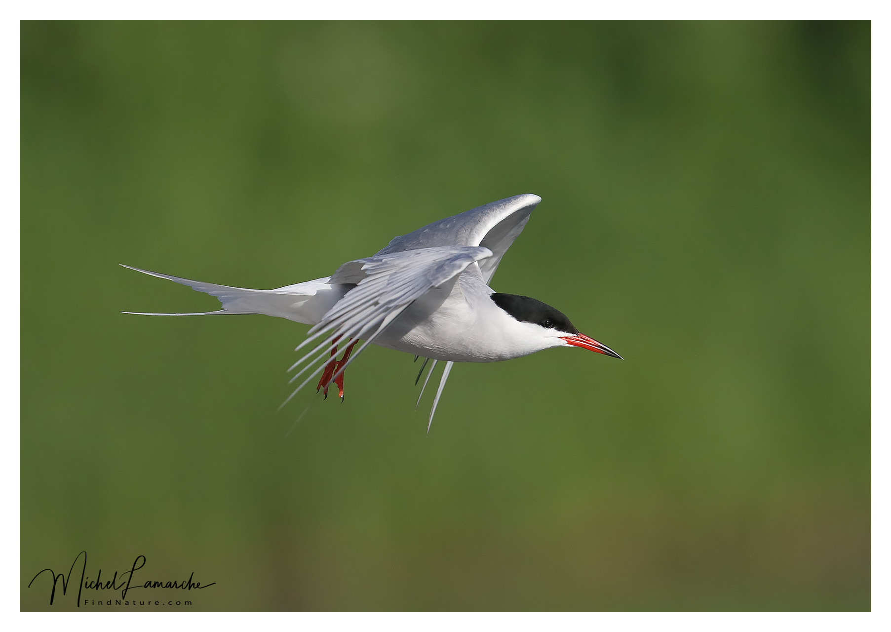 FindNature.com - Photos - Sterne pierregarin, Common Tern, Sterna ...