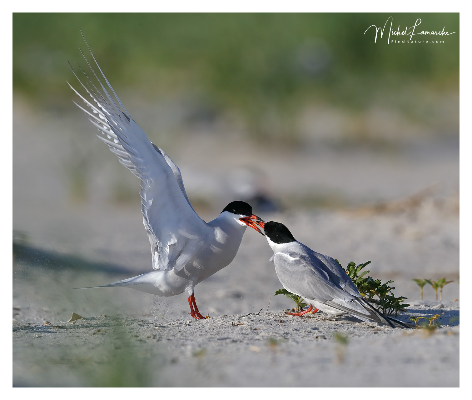 FindNature.com - Photos - Sterne pierregarin, Common Tern, Sterna ...