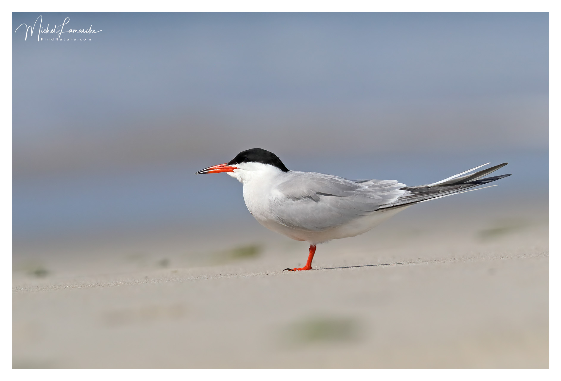 FindNature.com - Photos - Sterne pierregarin, Common Tern, Sterna ...