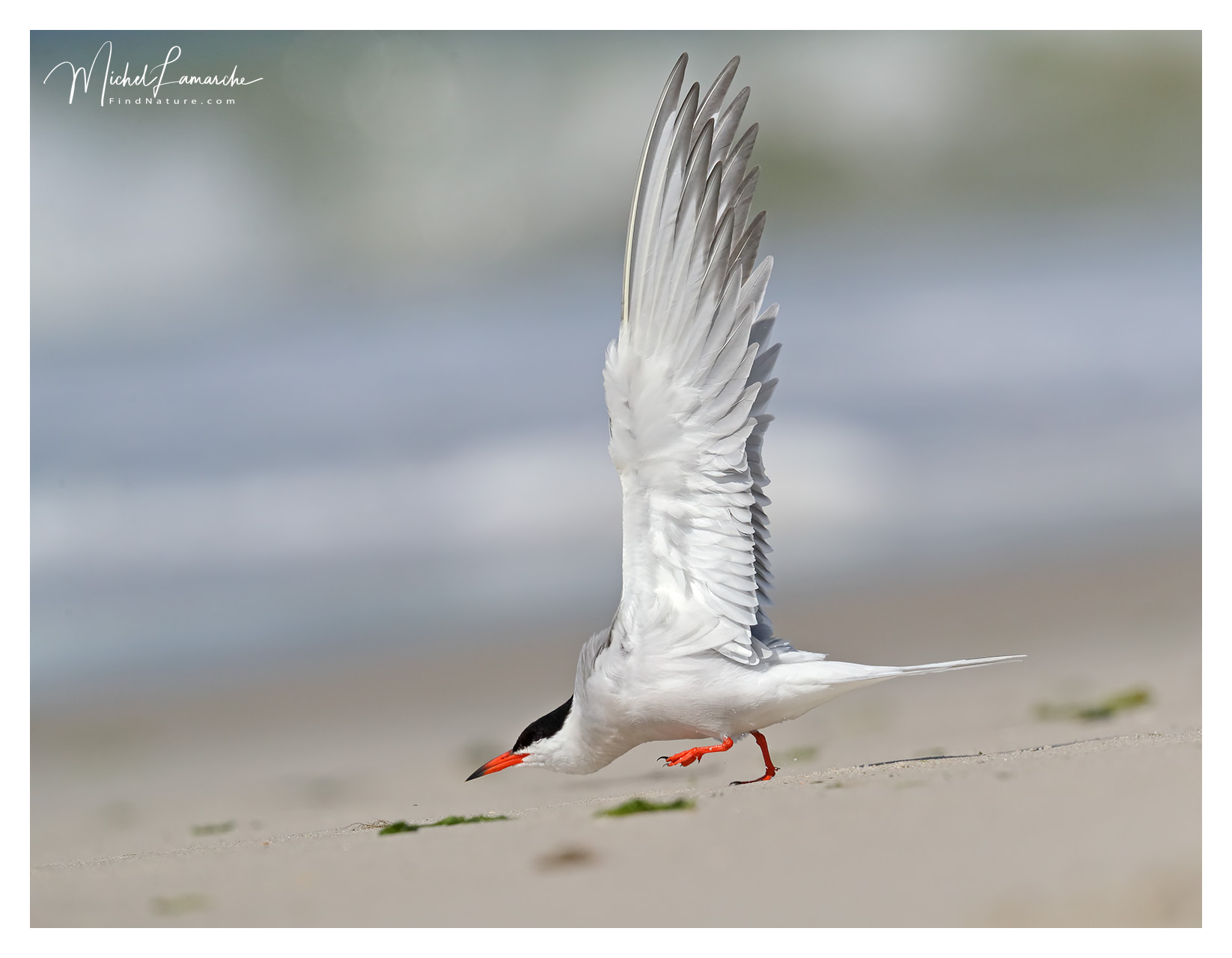 FindNature.com - Photos - Sterne pierregarin, Common Tern, Sterna ...