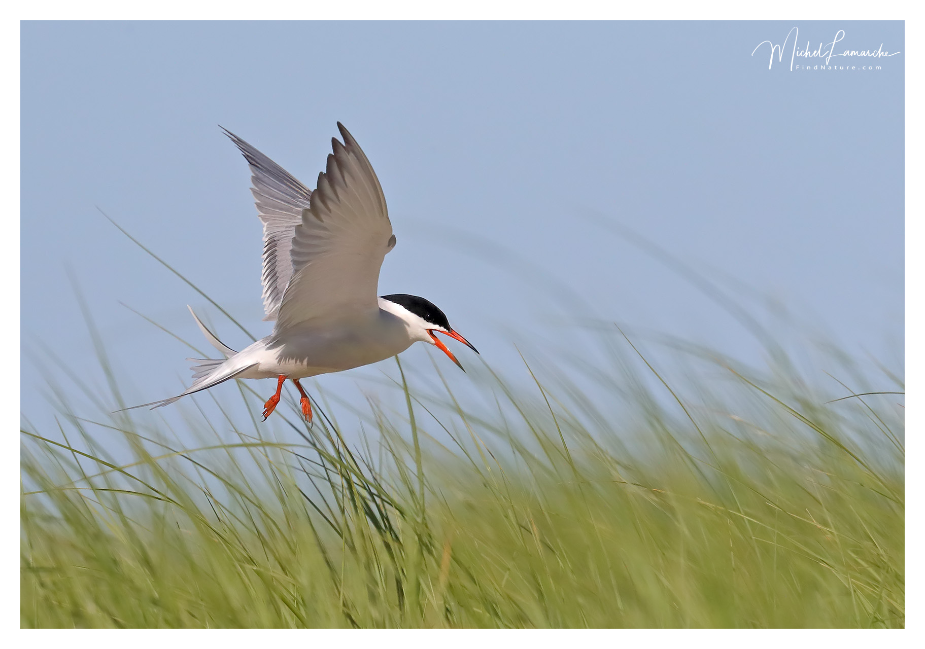 FindNature.com - Photos - Sterne pierregarin, Common Tern, Sterna ...