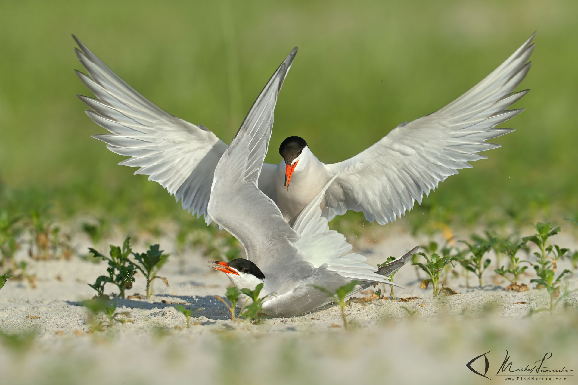 FindNature.com - Photos - Sterne pierregarin, Common Tern, Sterna ...