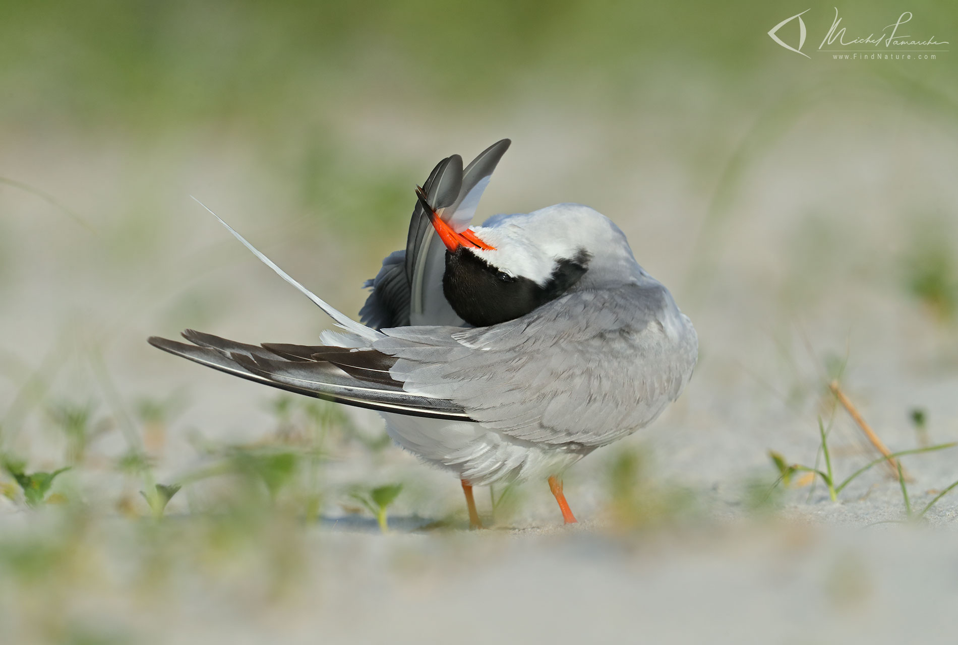 FindNature.com - Photos - Sterne pierregarin, Common Tern, Sterna ...
