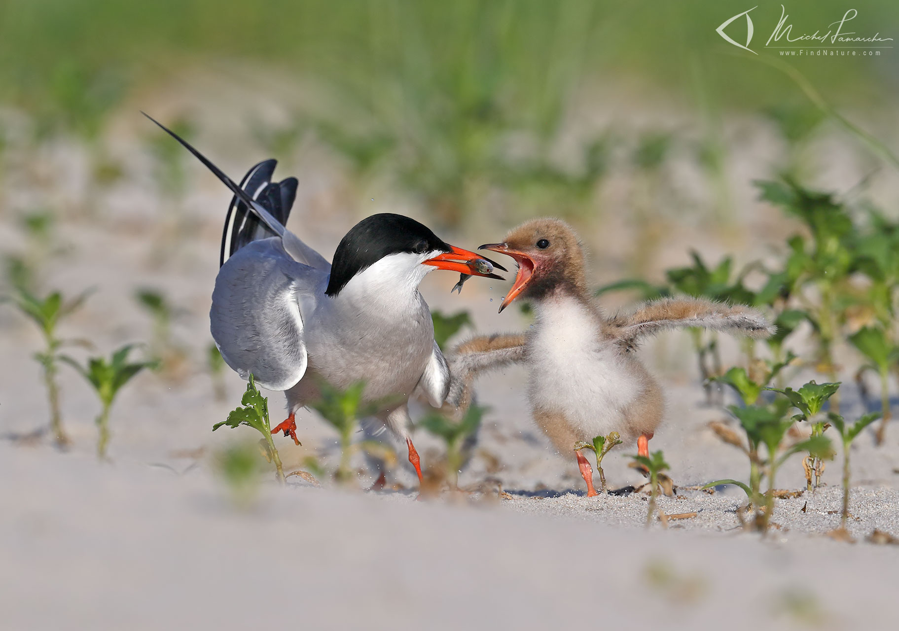 FindNature.com - Photos - Sterne pierregarin, Common Tern, Sterna ...