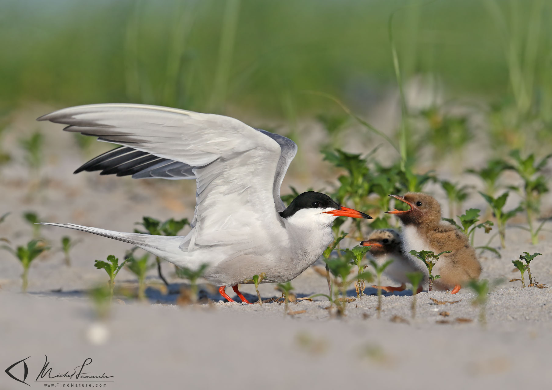 FindNature.com - Photos - Sterne pierregarin, Common Tern, Sterna ...