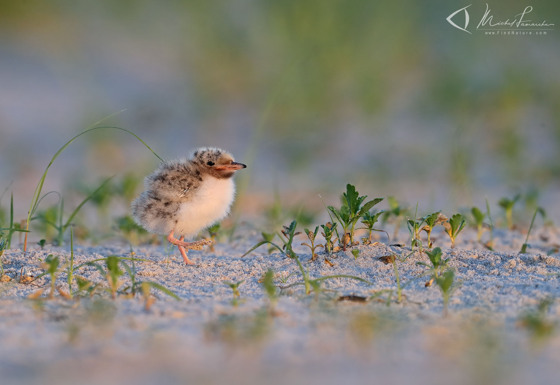 FindNature.com - Photos - Sterne pierregarin, Common Tern, Sterna ...