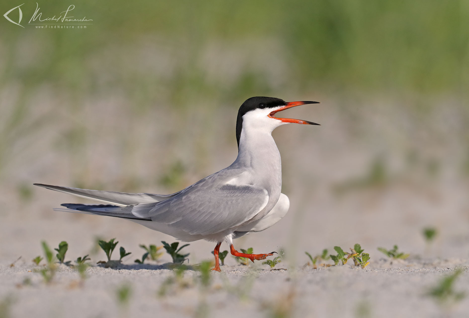 FindNature.com - Photos - Sterne pierregarin, Common Tern, Sterna ...
