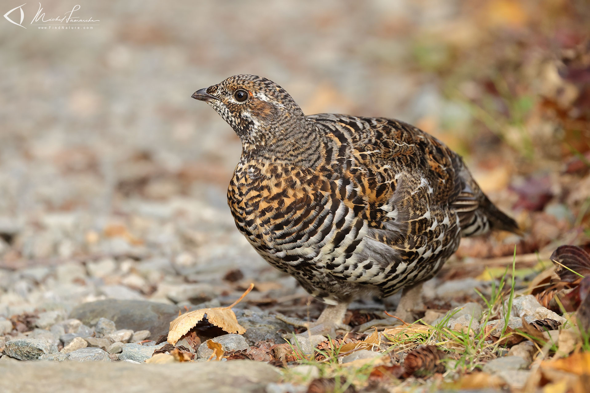 FindNature.com - Photos - Tétras du Canada, Spruce Grouse, Falcipennis ...